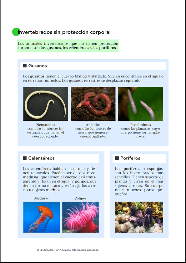 Los animales invertebrados [CCNN Tercer Ciclo]