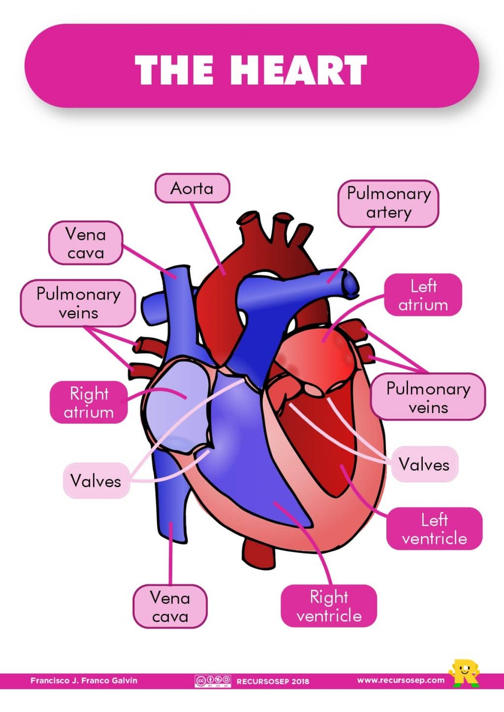 corazon-laminas-recursosep-001 corazon-laminas-recursosep-001