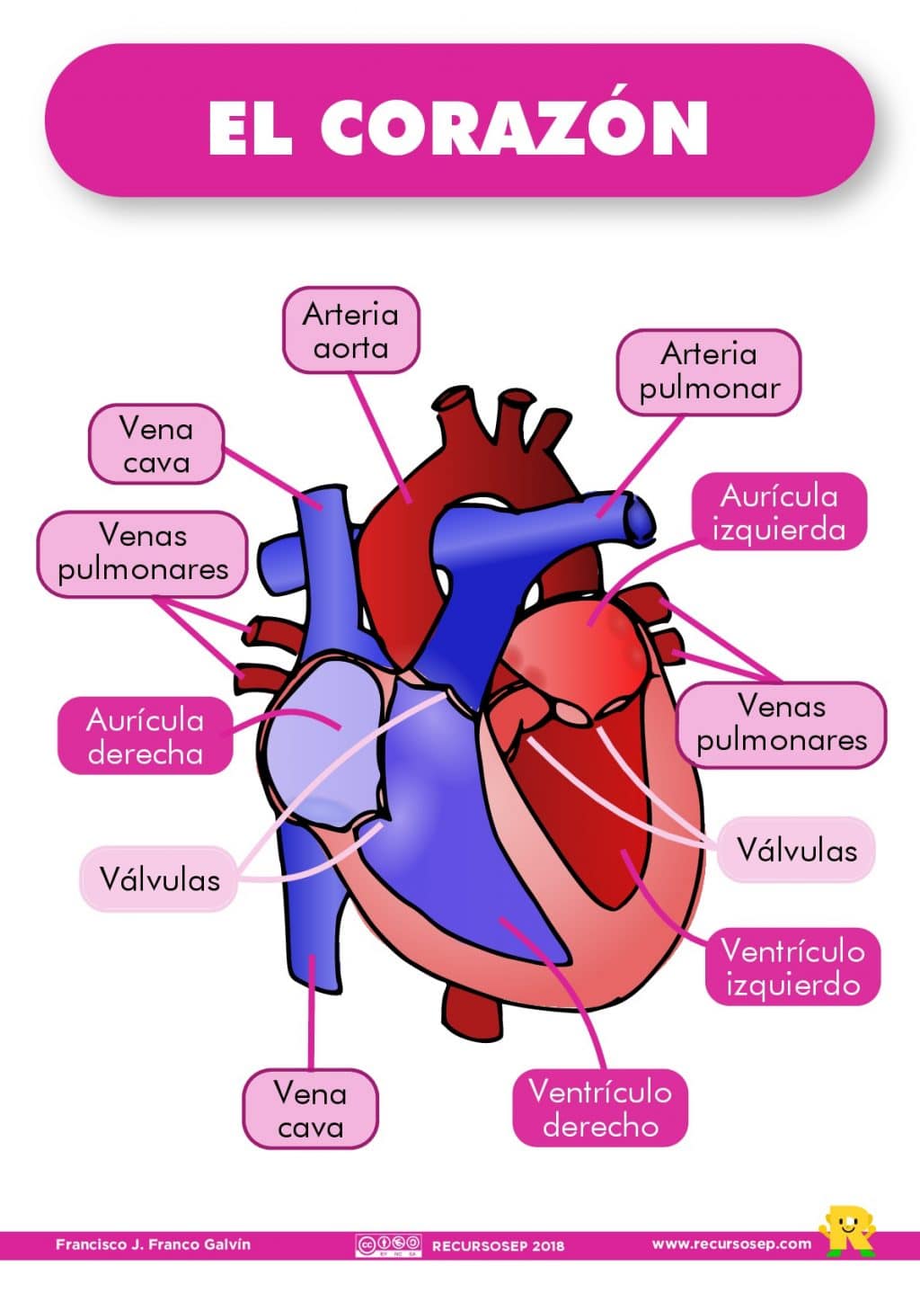 corazon-laminas-recursosep-003