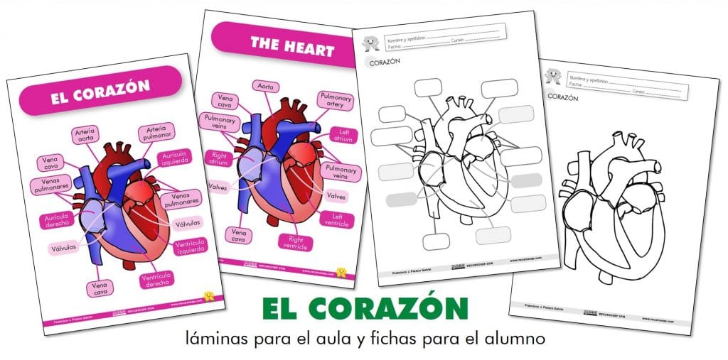 corazon-laminas-recursosep-portada