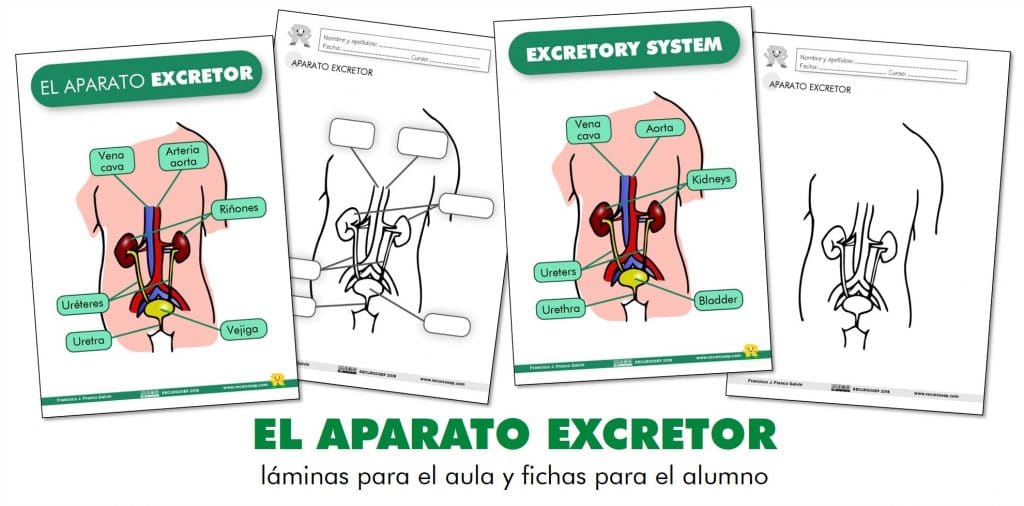 EL APARATO EXCRETOR: láminas para el aula y fichas para el alumno (ES/EN)