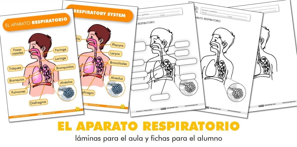 EL APARATO RESPIRATORIO: láminas para el aula y fichas para el alumno ...