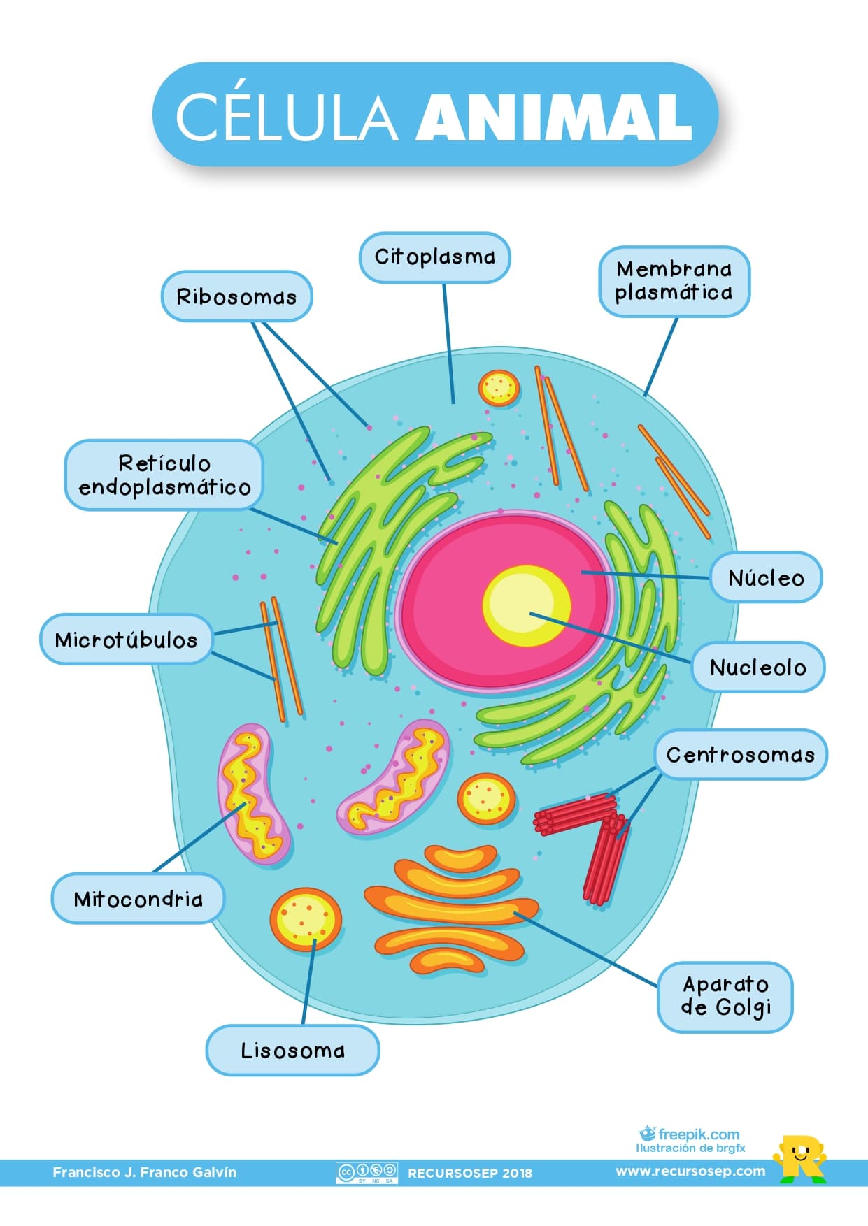 Lamina De La Celula Animal Estudiar