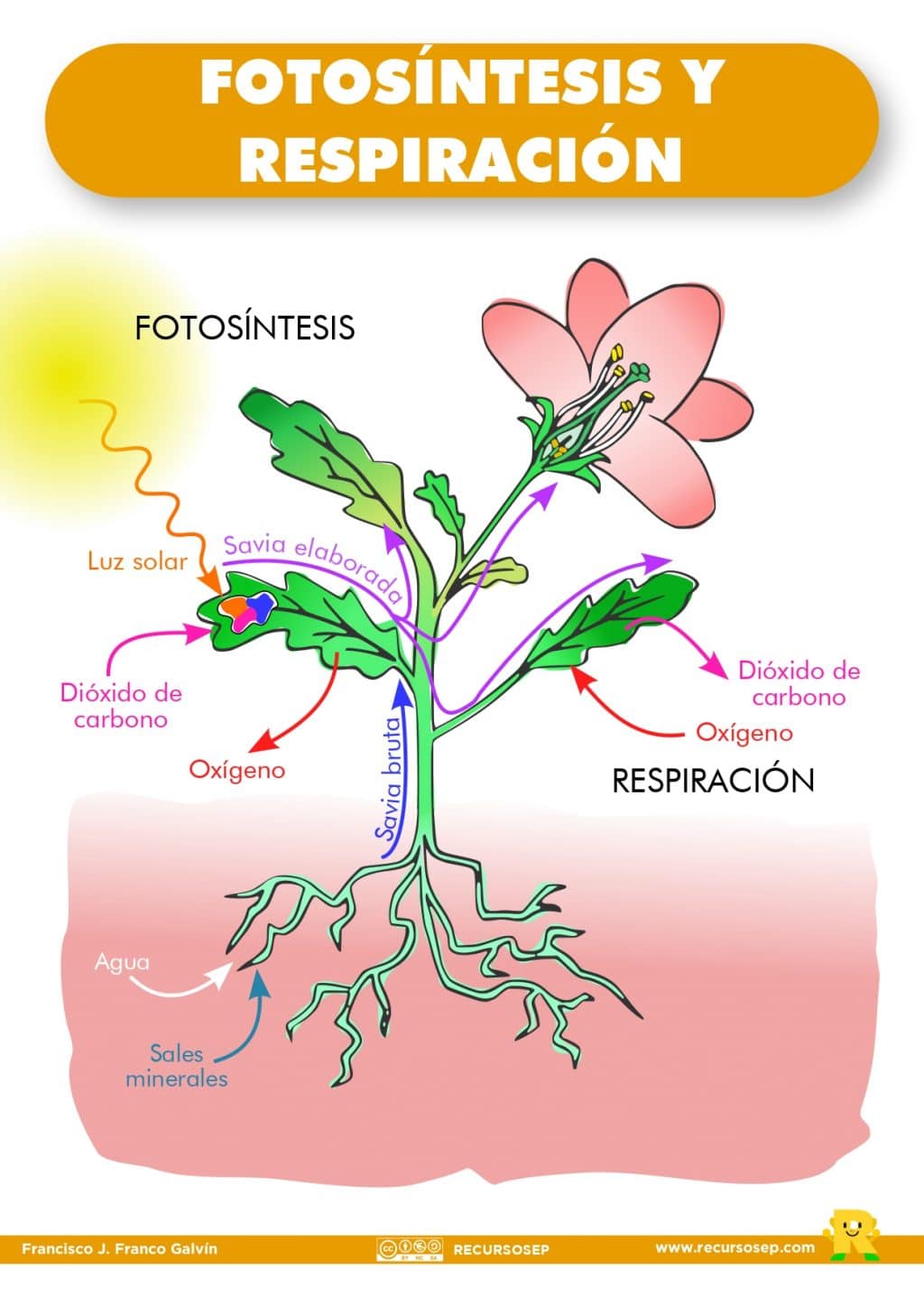 Diagrama De Venn Fotosintesis Y Respiracion Celular Biologia