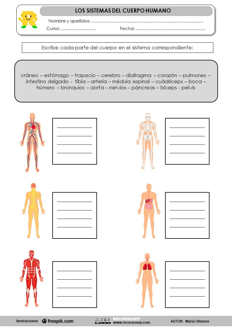 sistemas cuerpo humano sistemas cuerpo humano