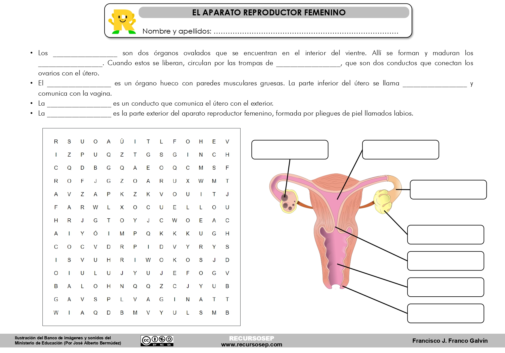 Aparato Reproductor Femenino Sopa De Letras Ilustracion Y Texto Lights Crystal