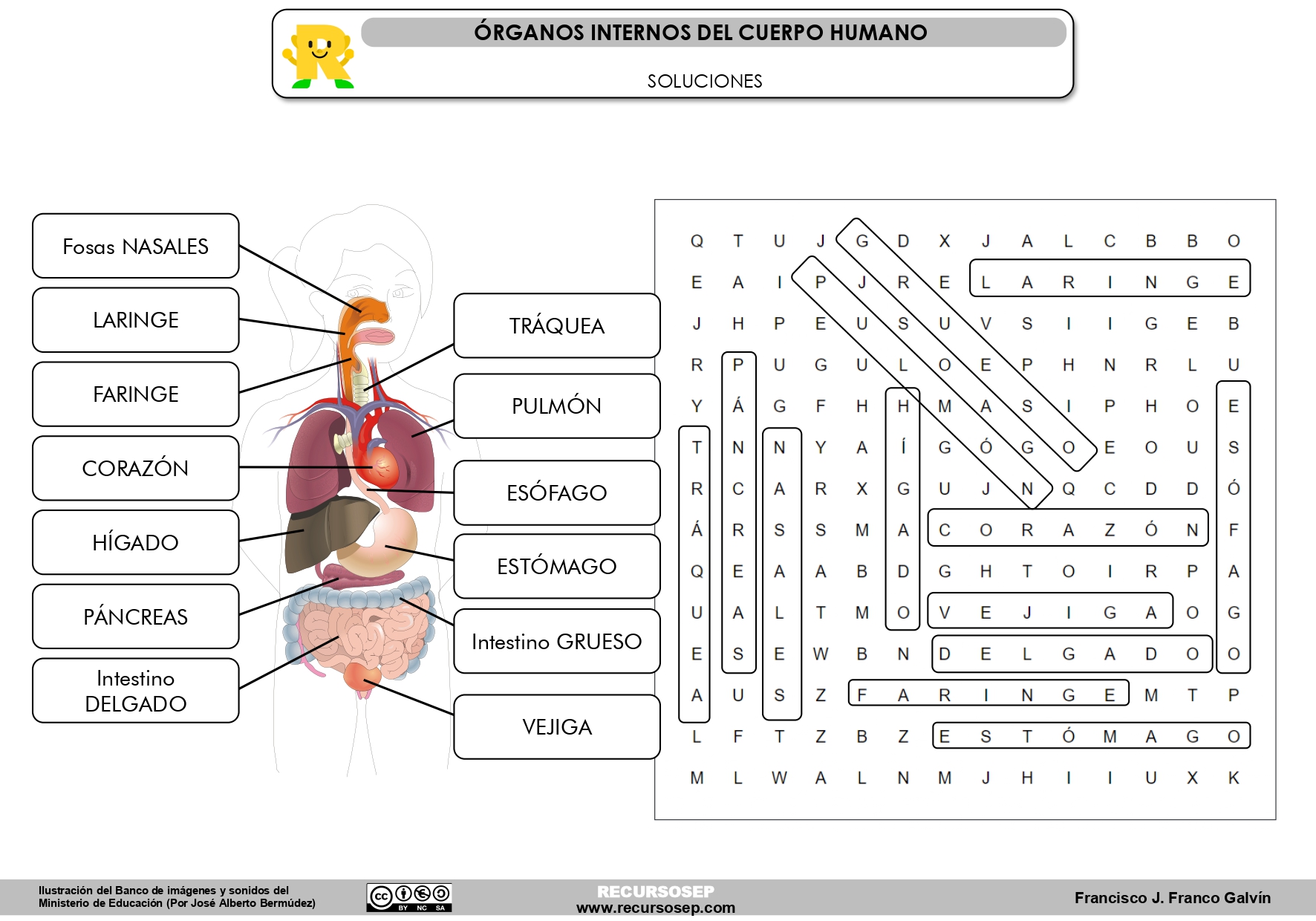 órganos-internos-cuerpo-humano-sopa-letras-recursosep – soluciones_page ...