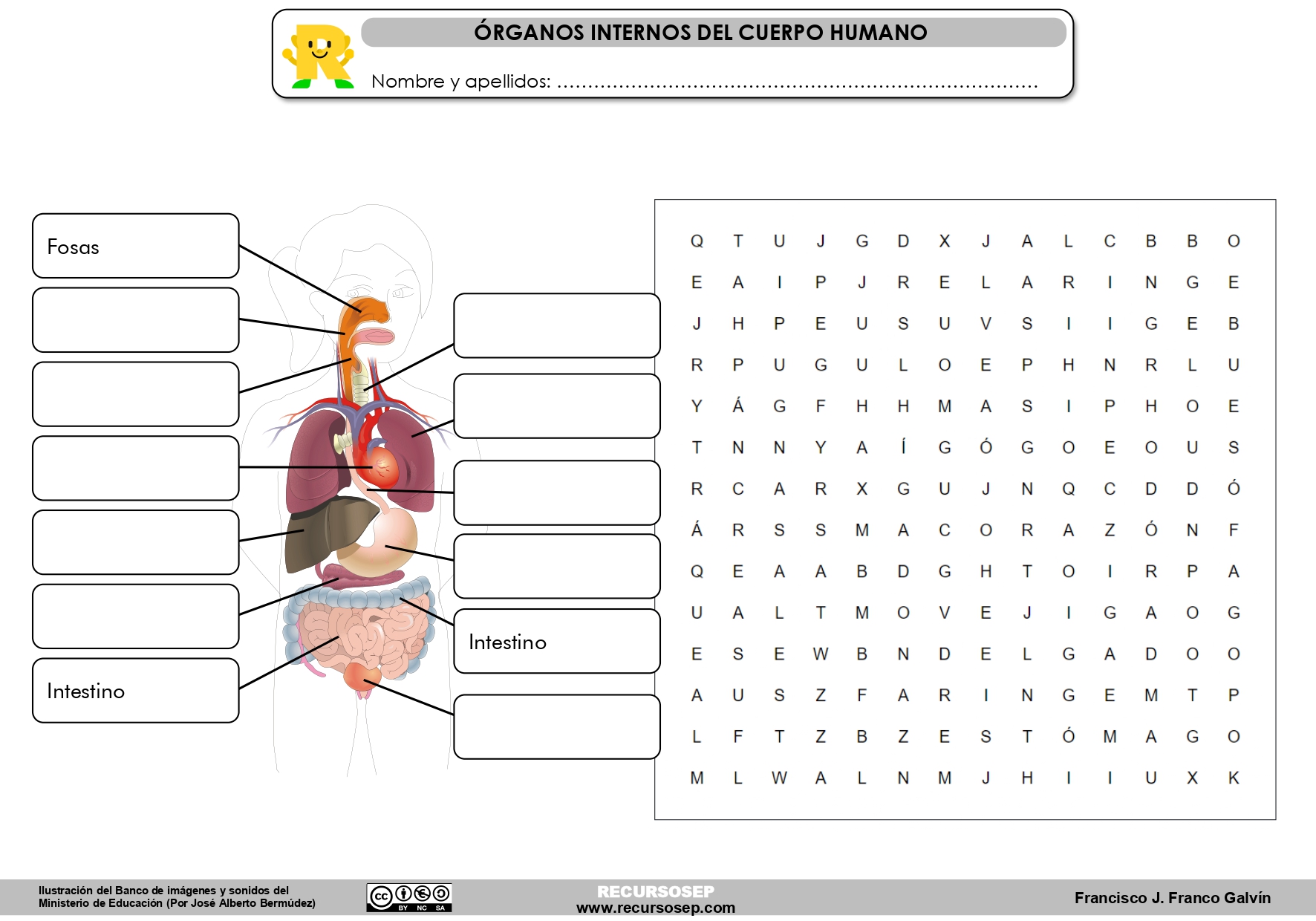 Órganos internos del cuerpo humano (sopa de letras)