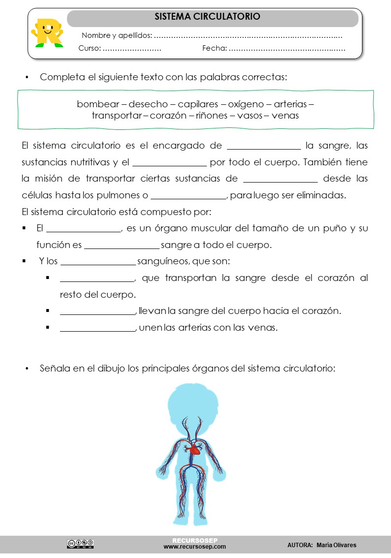 Hojas De Trabajo Del Sistema Circulatorio