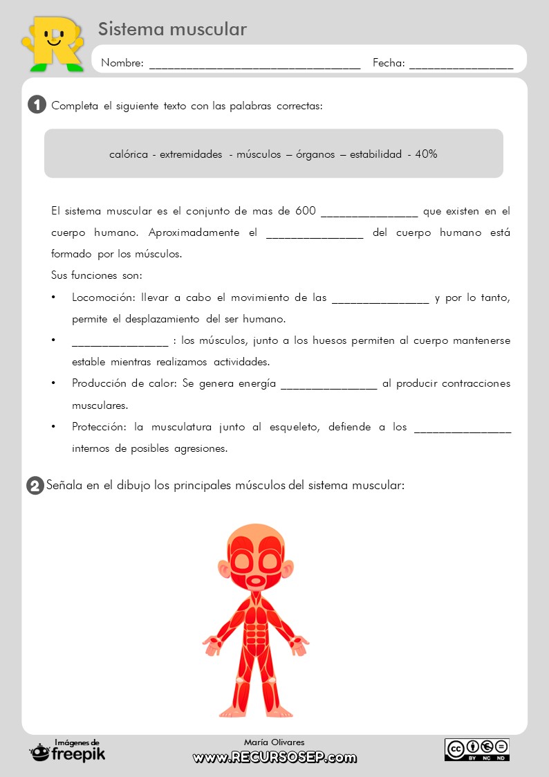 Hoja De Trabajo Del Sistema Muscular