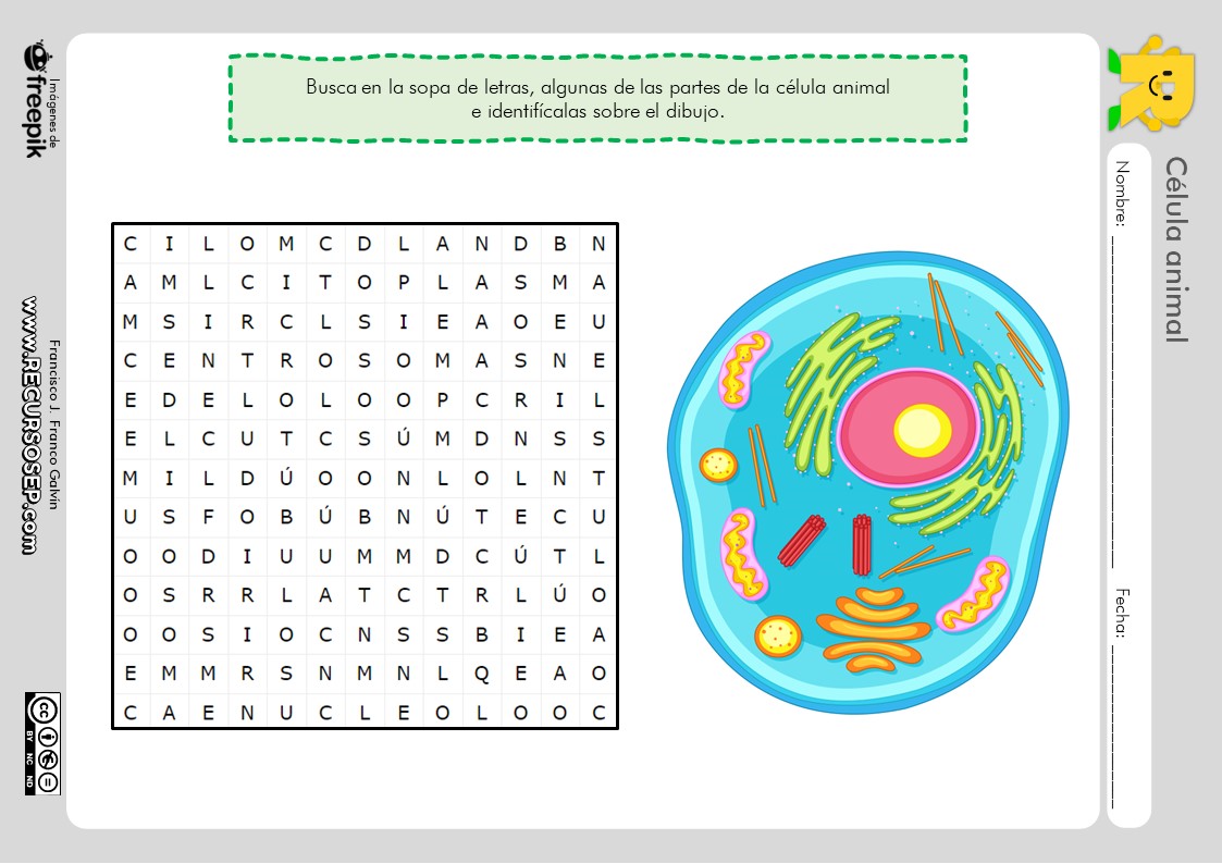 sopa de letras celula animal