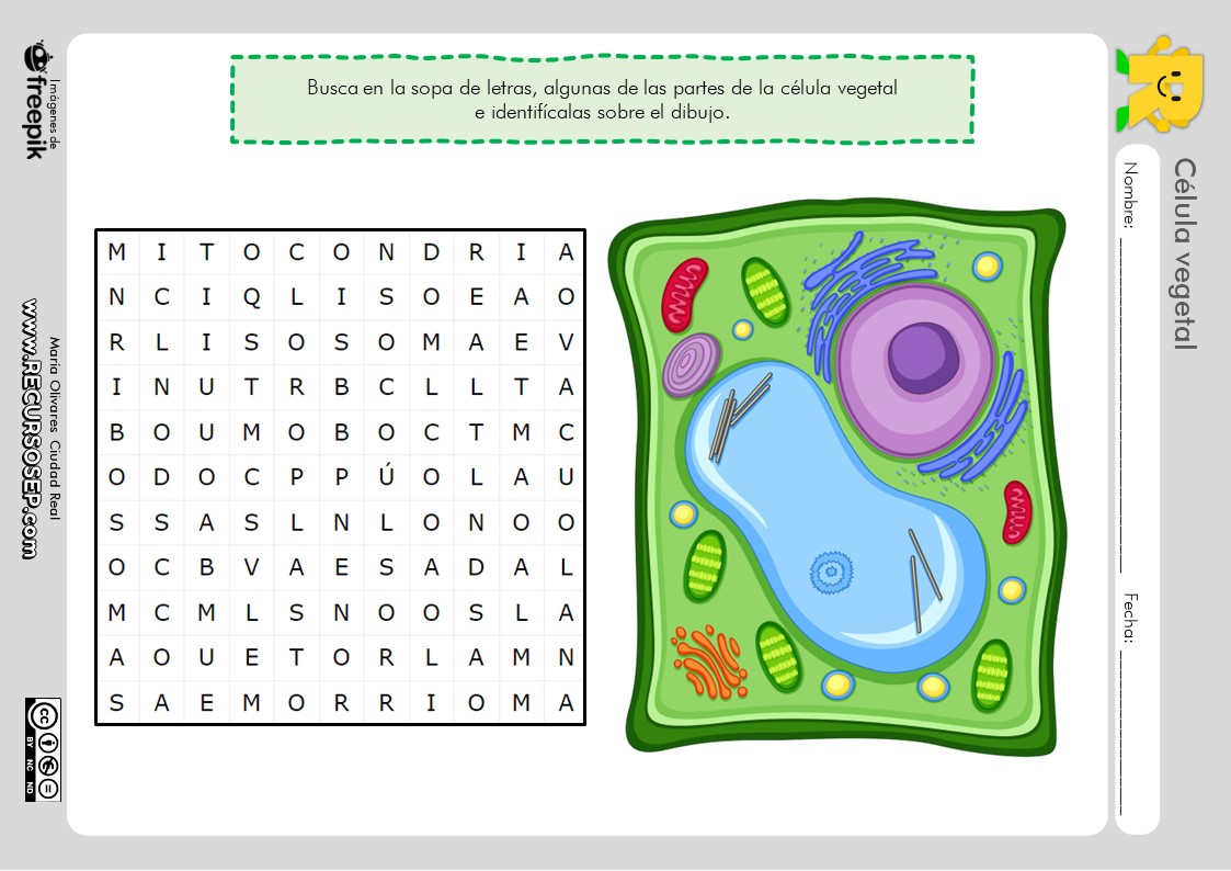 sopa de letras vegetal (1)